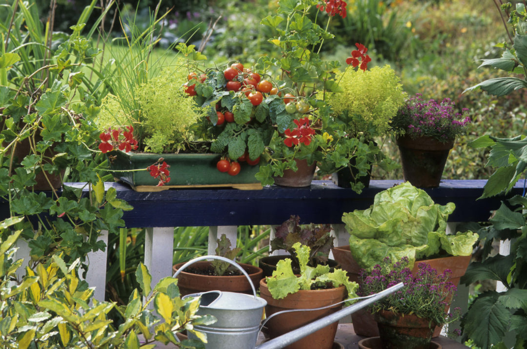 5 Tips to Grow Your Own Garden in the City | Terri Buseman